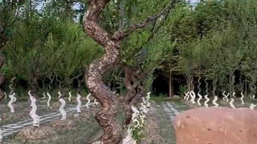 艺术家种植的树木,园林中树木的样子几乎全是一个造型,不知道是怎么...