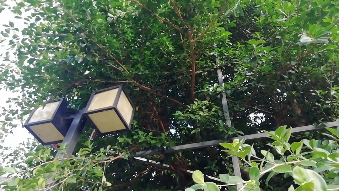 独木成林,郁郁葱葱漂亮了大树