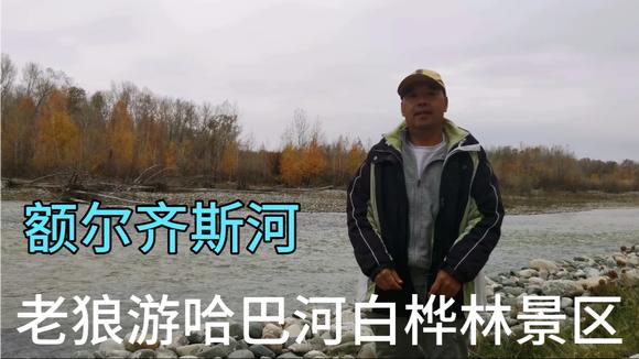 新疆老狼游额尔齐斯河边的白桦林,北方特有景色真美,还有哈哈镜