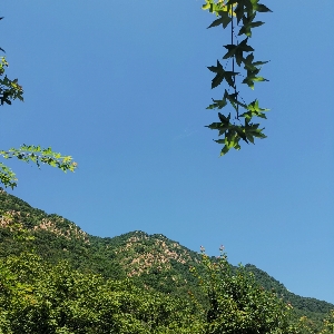 小皮皮熊宝宝 