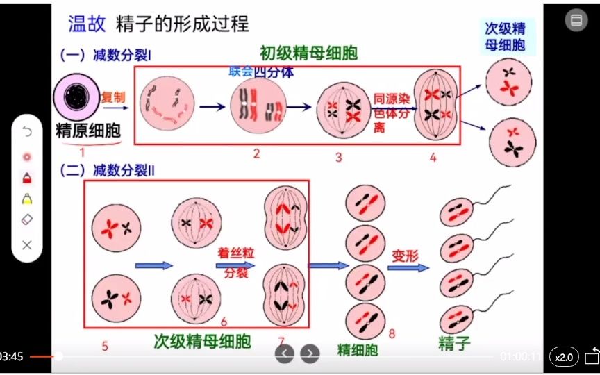 减数分裂与受精作用2
