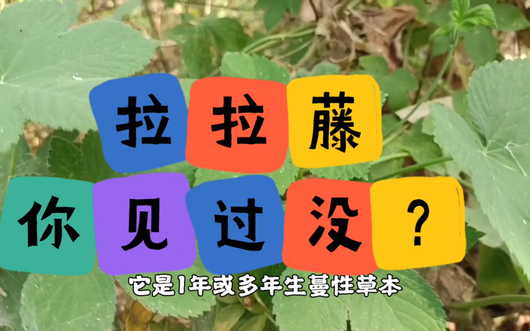 葎草,你认识吗?它就是拉拉藤,用途极为广泛的一味中药材。