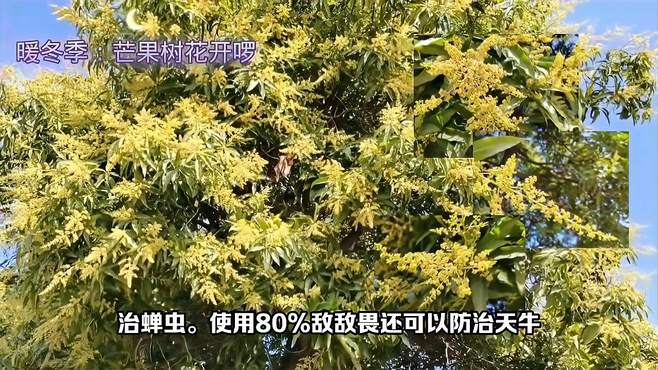 芒果科学栽培种植的技巧