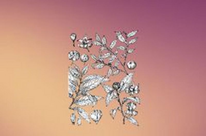 【秒懂百科】原来白背算盘子长这样