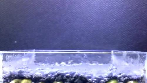 十几秒钟的时间,看懂豆芽的生长方式,让人大开眼界