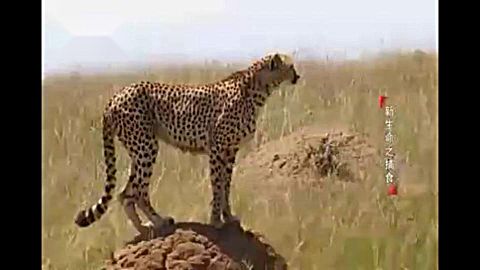 猎豹起步加速到100米只需3秒, 恐怖的爆发力!