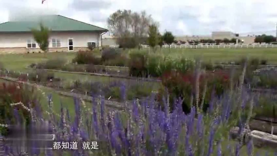 农村野草根泡酒,专家:它比人参还补,专治心脑血管疾病!