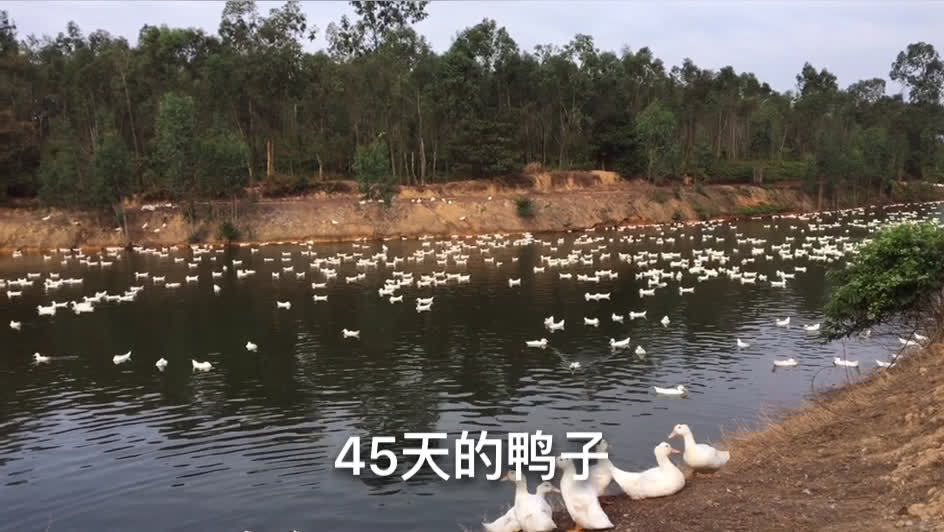 小伙记录着小鸭子成长的全过程