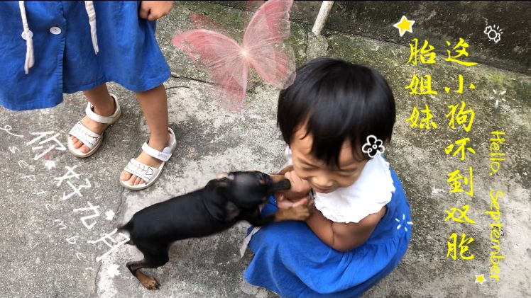 这个是什么品种的小狗,小小个这么凶猛还想咬人