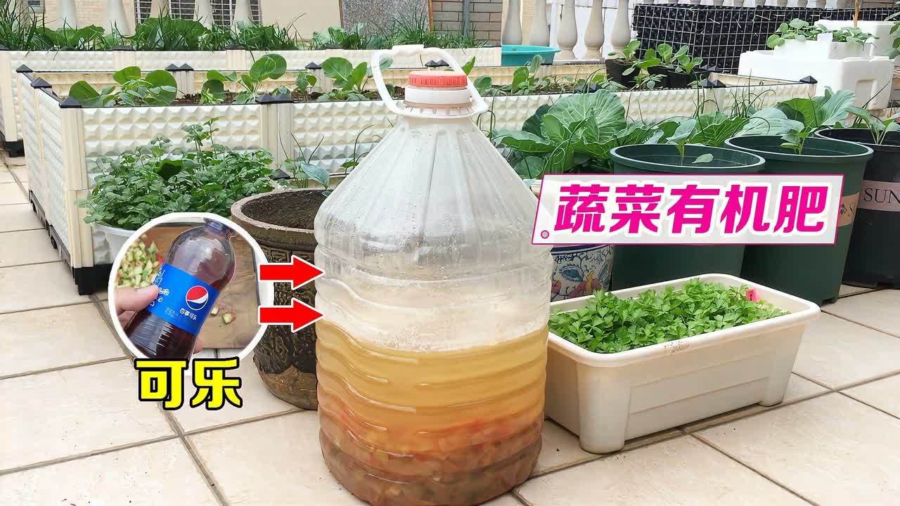 洗菜用完的厨余废料不要扔了,用它制作有机肥,种菜效果真不错!