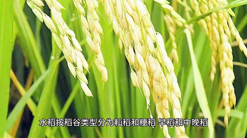 三农科普之水稻种植(珍惜粮食的来之不易)