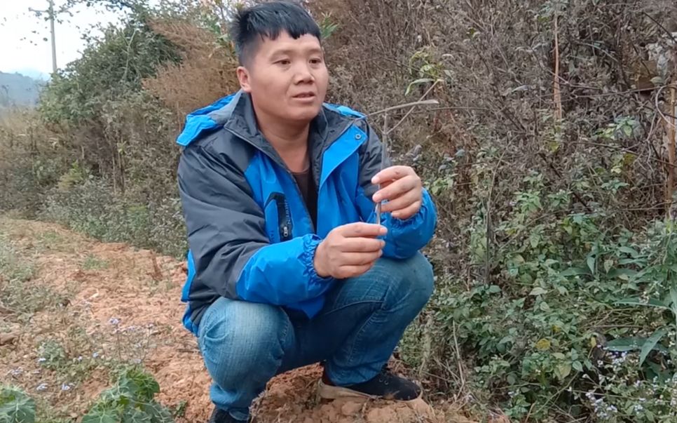 农村经常用来做玩具的一种植物,浑身是宝,它的好处你了解了吗?