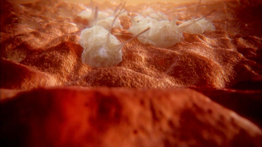 人体内的吞噬细胞、杀伤T细胞与流感病毒的战争