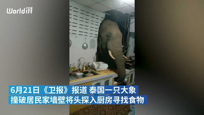 泰国大象也坐不住了!闯入居民家中将厨房墙撞开一个洞