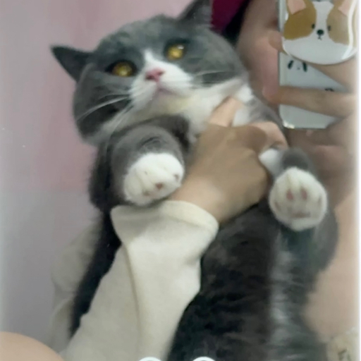 大猪吃糖 
