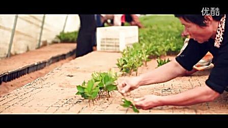 苗木之源.魅力岱岳(农村淘宝.苗木产业带宣传片)