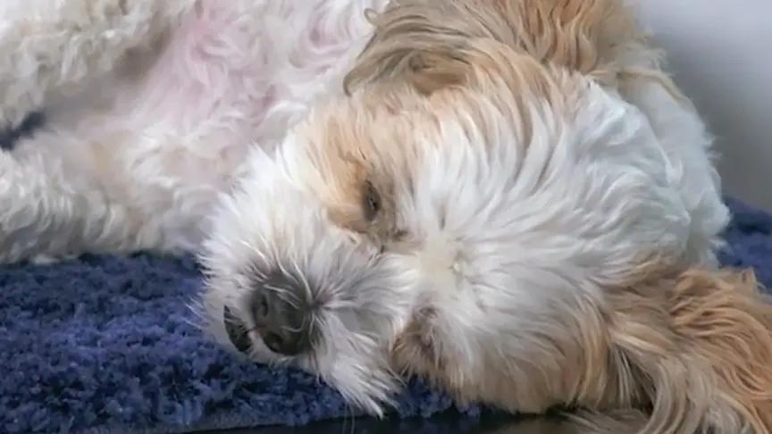 狗狗得狂犬病的五大症状,看到这样的狗一定要躲远,很容易出危险