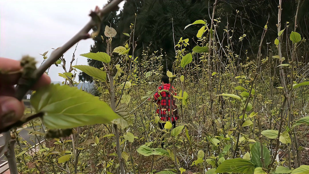 四川十万亩桑茶基地,正是采摘桑叶的季节,没想到桑叶茶有如此功效