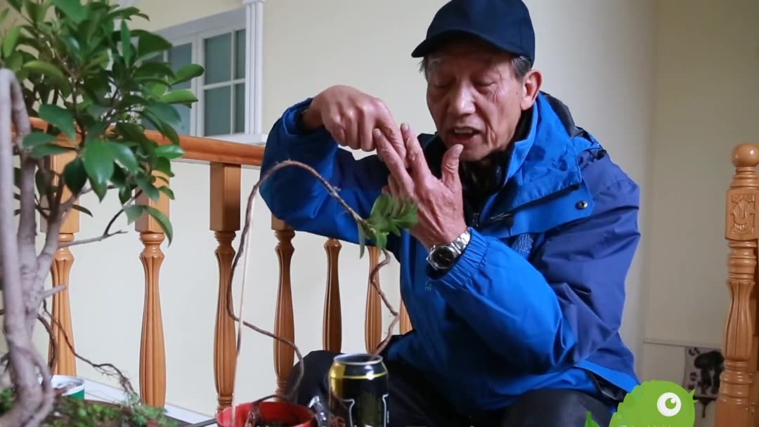 气生根盆景培育法详解