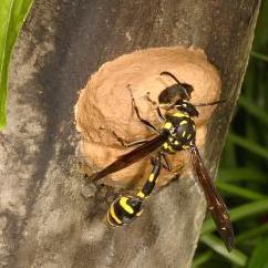 都市技术流农夫 