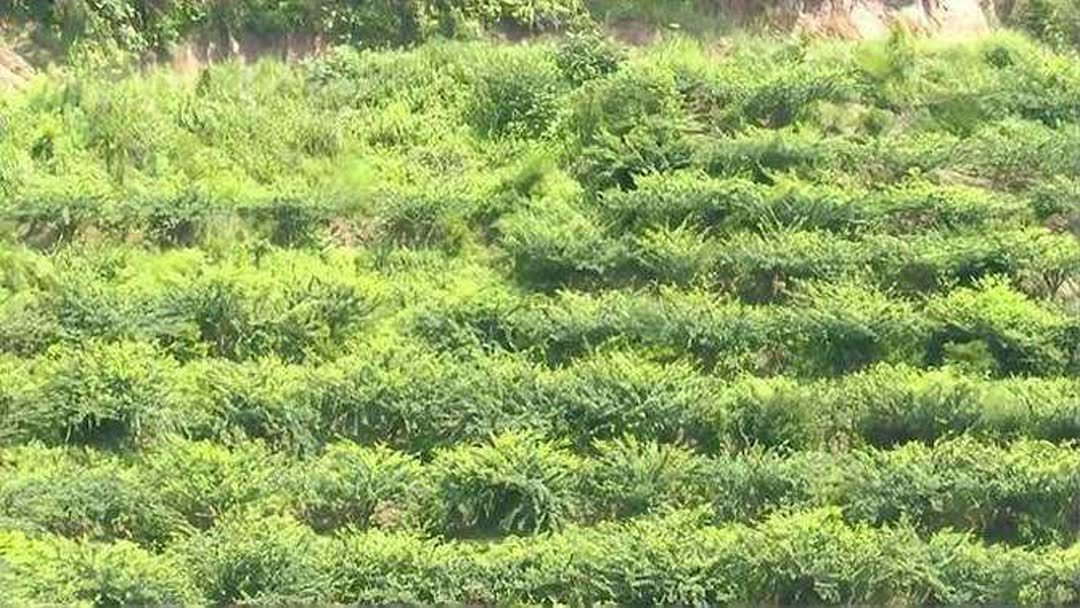 嵩口拂手松家庭农场:芙蓉李果实盈枝,果农喜笑盈腮