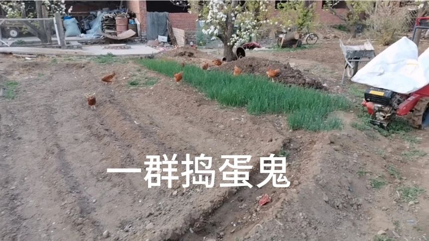 憨憨下班回来接上二憨,二憨给憨憨做了什么美味!