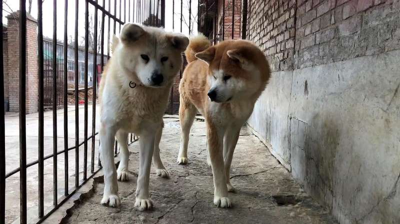 这种犬适合家庭饲养,它外表呆萌性格温顺,大家来欣赏下这两只