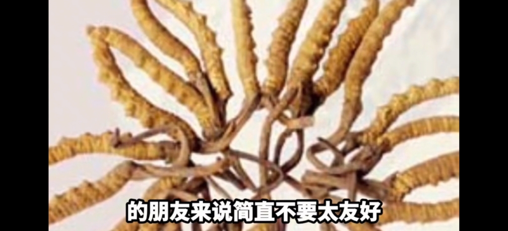 冬虫夏草究竟有什么作用呢?