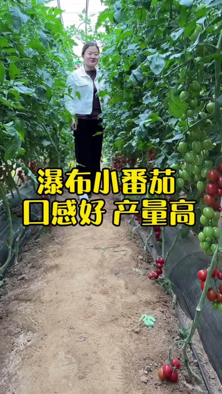西红柿不红需要打侧枝和多余的叶片!这款是瀑布小番茄,易种植,好管理,...
