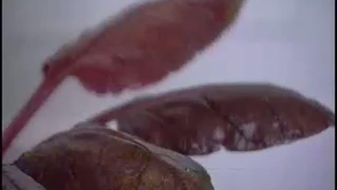 0022花卉栽培管理技术,家庭养花无土栽培3-0004