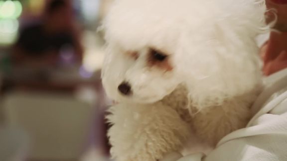 工科研究生辞职做宠物蛋糕:想给宠物很多很多爱