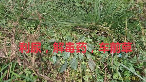 贵州陈二逗带你认识车前草的吃法