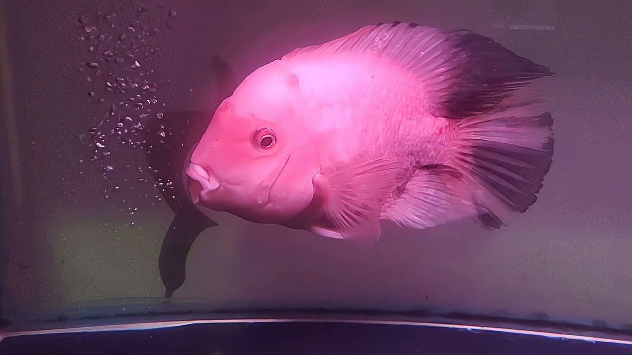 鹦鹉鱼昨天还是一个大红包,放了一勺敌百虫,天恢复了很多