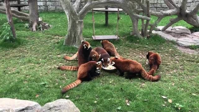 上海野生动物园偶遇小熊猫
