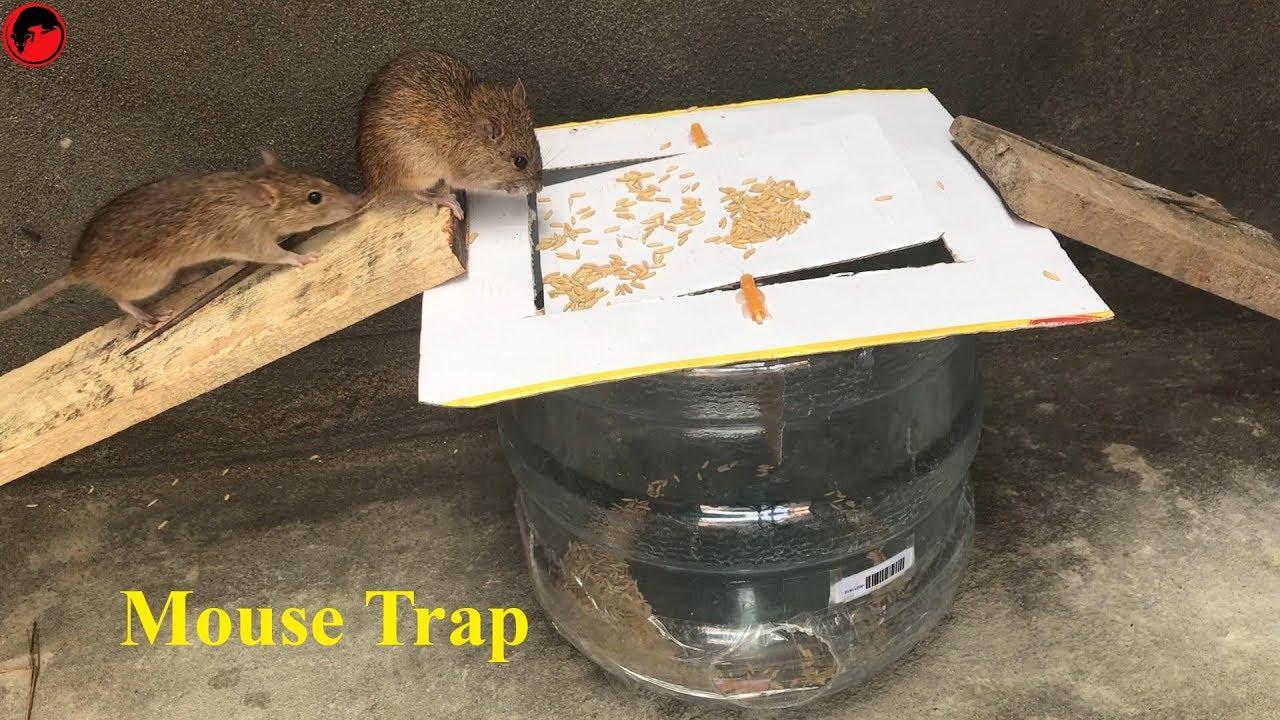 农村小伙用水桶DIY捕鼠器,这效果出其的好,一晚上得抓多少啊?