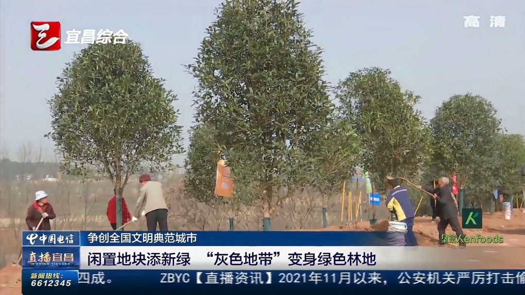 闲置地块添新绿 “灰色地带”变身绿色林地