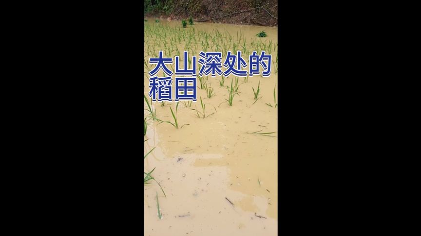 看农村人是怎么到大山里种水稻的。
