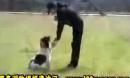英国斗牛犬vs_斗牛犬vs藏獒