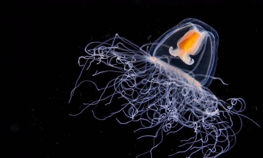 世界上寿命最长的动物,并不是乌龟,而是这种动物