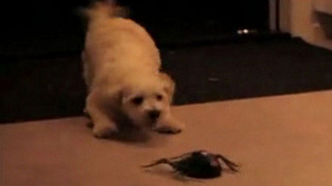 模型蜘蛛来势汹汹 哥俩儿联手依次开战