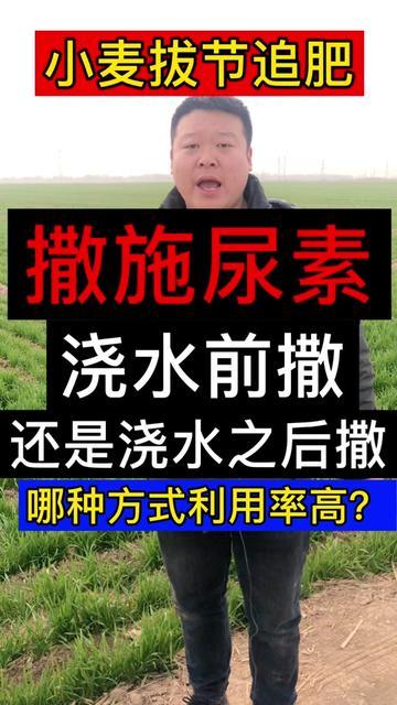 小麦追肥,撒尿素是在水前撒,还是在浇水之后撒