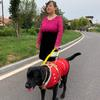盲人陈燕导盲犬 