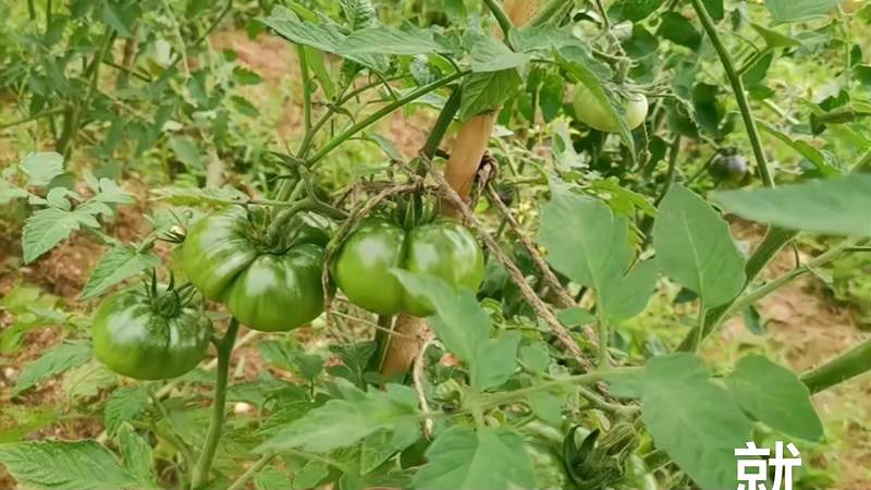 城市开荒种菜,温度低如何给种子催芽,番茄催芽,移栽,日常管理