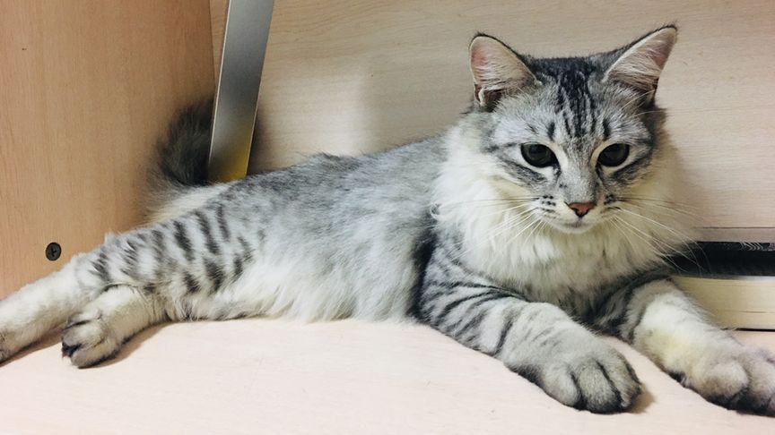 如果我有罪请用法律来制裁我,不要派这玩意来搞破坏咬蚊帐和拆家