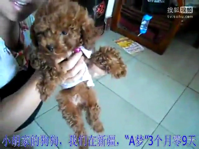 小型宠物犬品种大全最小的宠物狗可爱的宠物狗