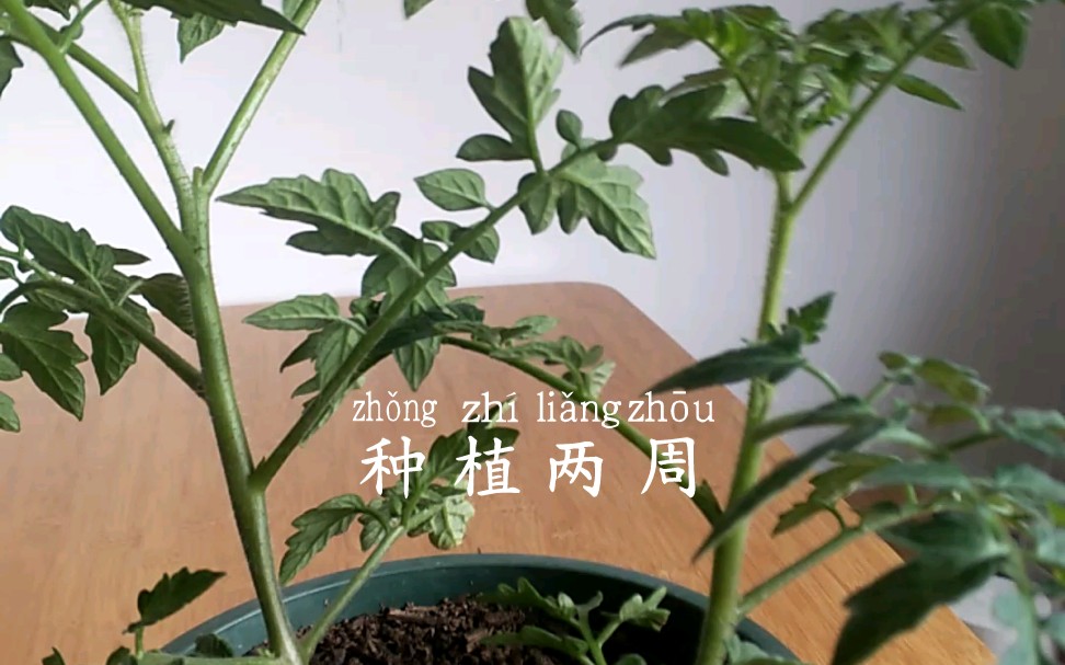 阳台番茄种植记录(一)