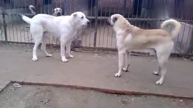 庞大的坎高犬和中亚牧羊犬激烈对战,不远处观战的狗狗狂吠助威