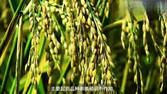 储备充足价格稳定,国际市场对中国粮食供应影响小