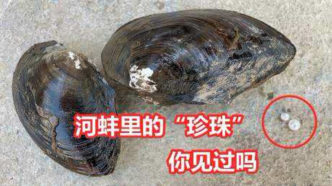小伙捡了几十个的河蚌,说它里面有“珍珠”,大家见过吗