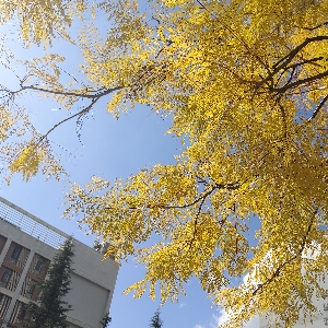 星满地 